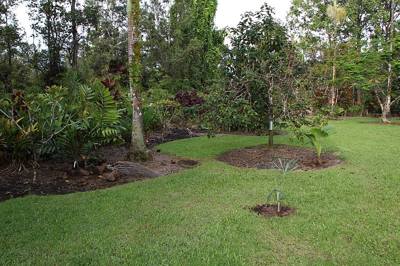 New Plantings in Pahoa Garden - DISCUSSING PALM TREES WORLDWIDE - PalmTalk