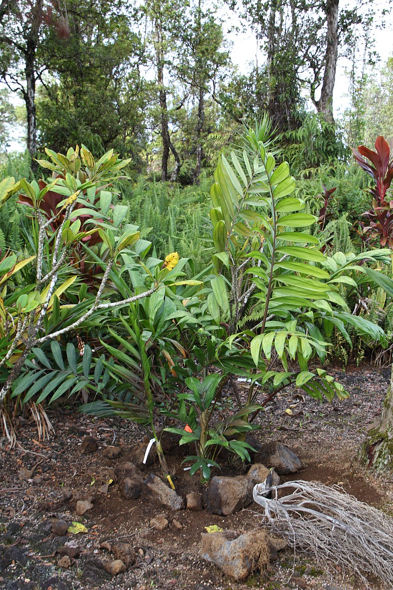 New Plantings in Pahoa Garden - DISCUSSING PALM TREES WORLDWIDE - PalmTalk