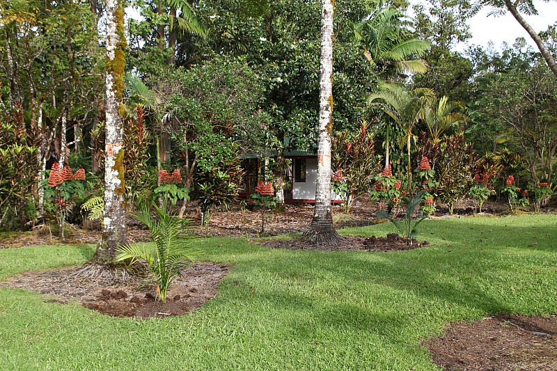 New Plantings in Pahoa Garden - DISCUSSING PALM TREES WORLDWIDE - PalmTalk