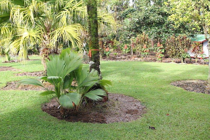 New Plantings in Pahoa Garden - DISCUSSING PALM TREES WORLDWIDE - PalmTalk