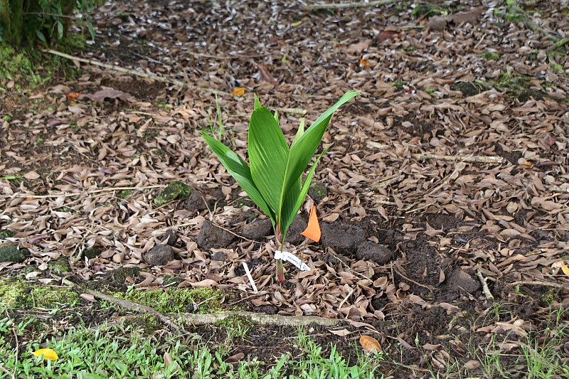 New Plantings in Pahoa Garden - DISCUSSING PALM TREES WORLDWIDE - PalmTalk